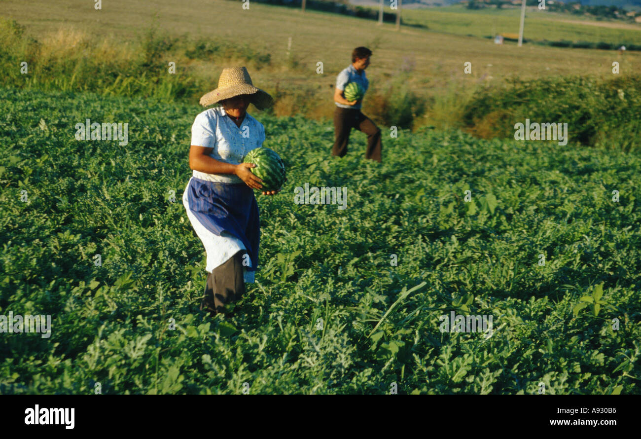 Albania farm farming agriculture melon field workers harvest Stock ...