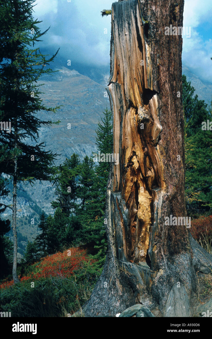 Tree damaged by pest insects bark damaged Stock Photo - Alamy