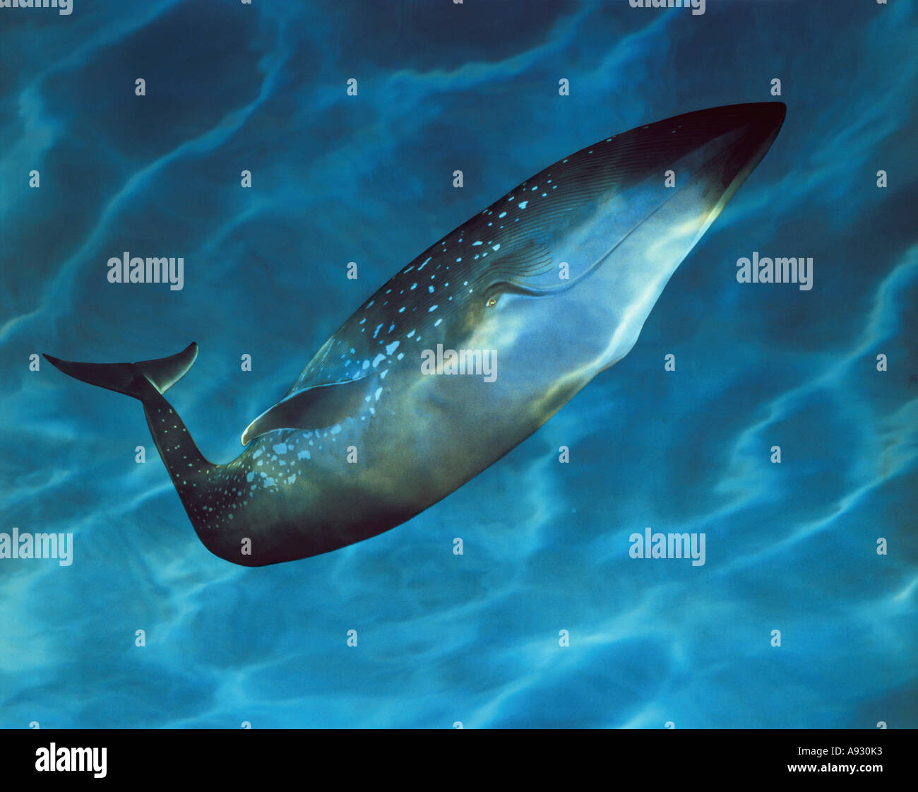 Side profile of a Blue Whale underwater (Balsenoptera musculus Stock ...
