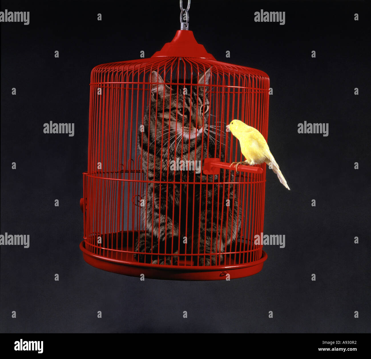 Cat bird cage hi-res stock photography and images - Alamy