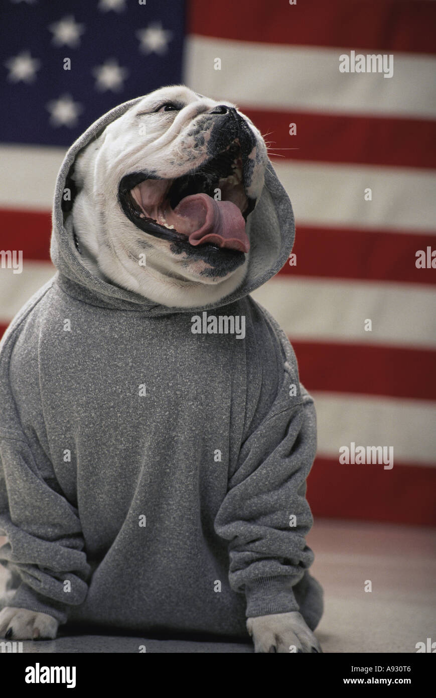 English bulldog flag hi-res stock photography and images - Alamy