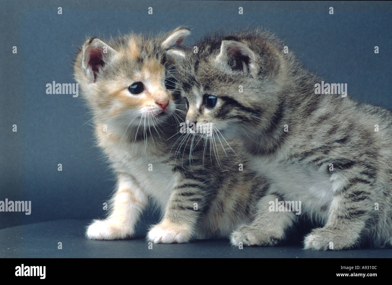 Two little cats hi-res stock photography and images - Alamy