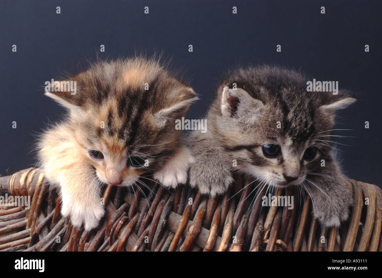 Two little cats hi-res stock photography and images - Alamy