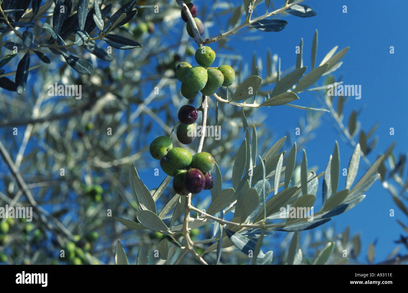 Oiltree hi-res stock photography and images - Alamy