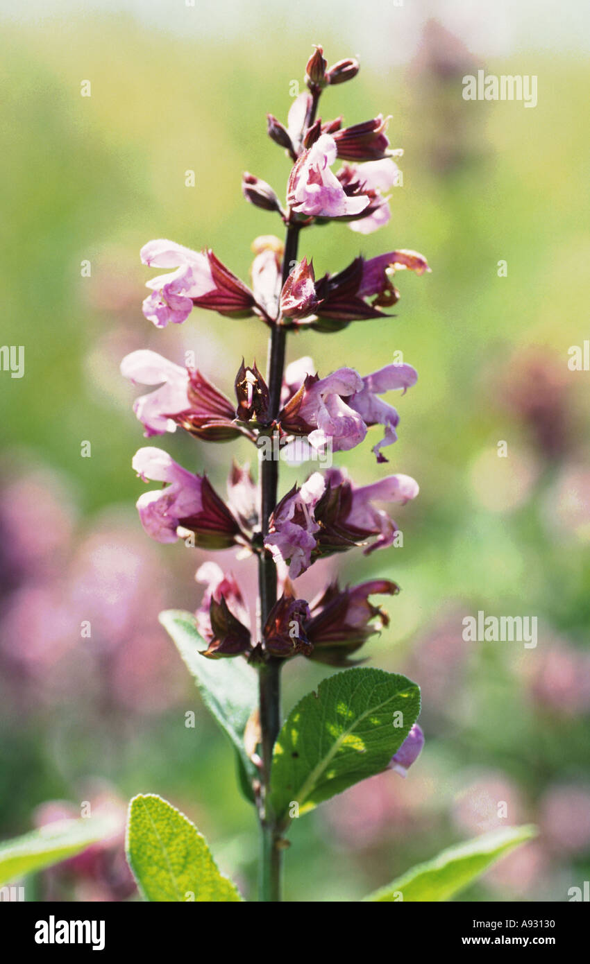 Medicinal plant Salvia officinalis Sage Salbei Stock Photo - Alamy