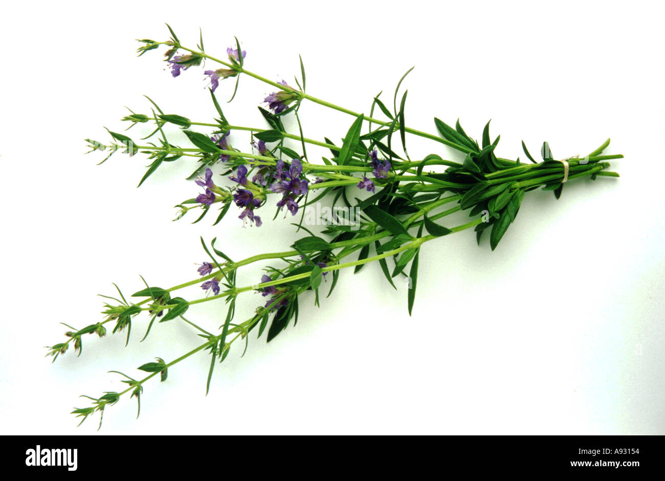 Medicinal plant Ysop Hyssop Hyssopus officinalis Stock Photo - Alamy