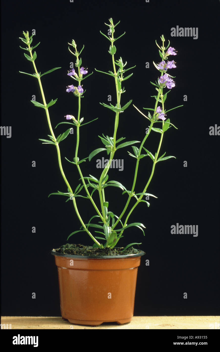 Medicinal plant Ysop Hyssop Hyssopus officinalis Stock Photo - Alamy