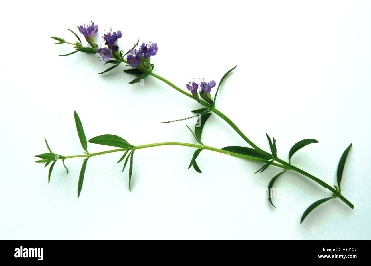 Medicinal plant Ysop Hyssop Hyssopus officinalis Stock Photo - Alamy