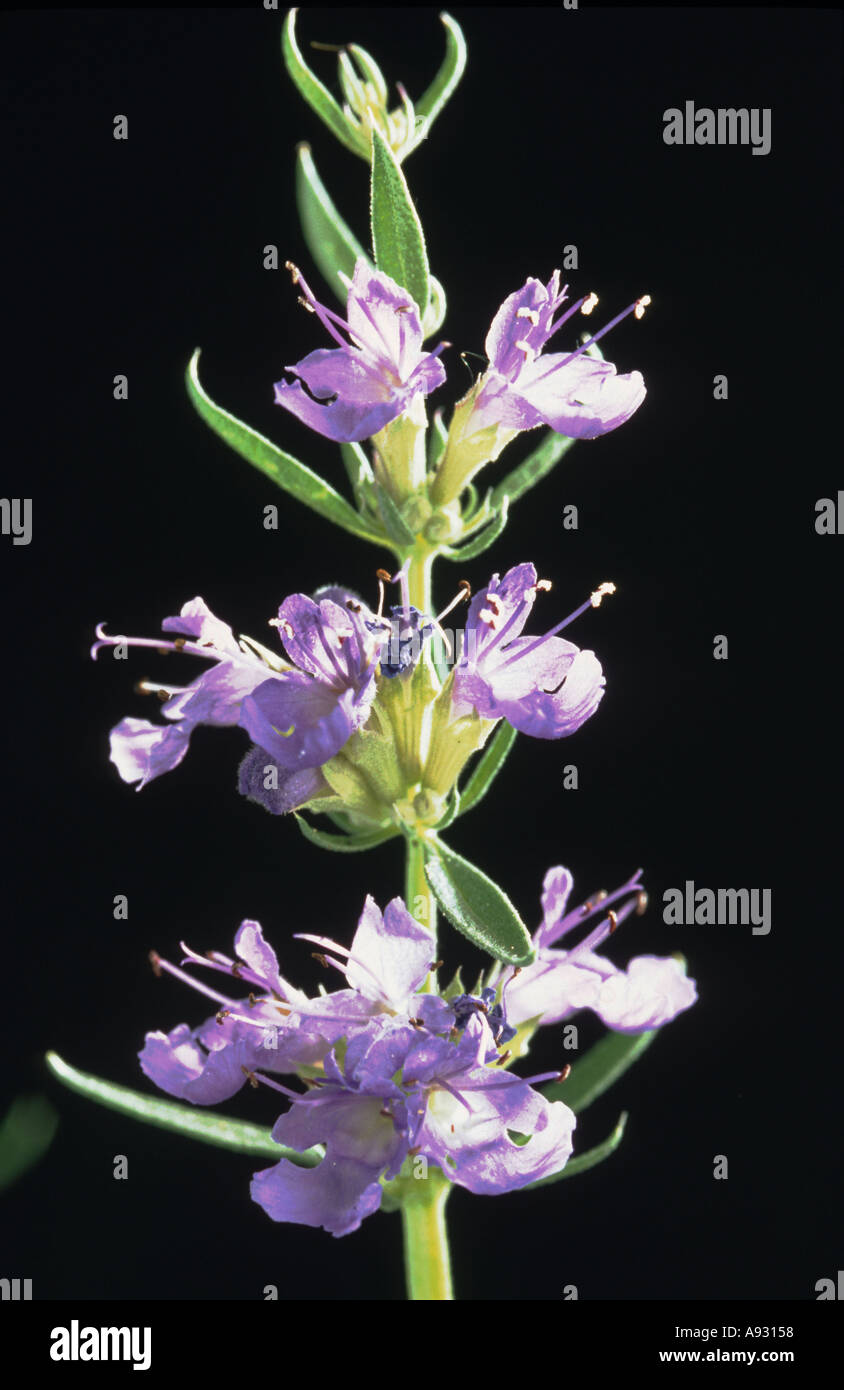 Medicinal plant Ysop Hyssop Hyssopus officinalis Stock Photo - Alamy