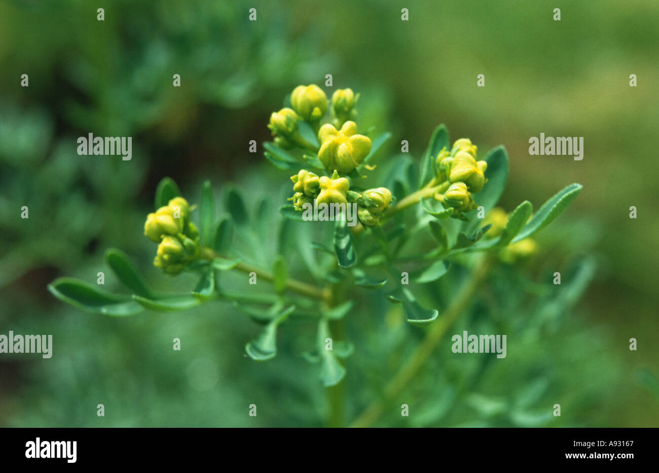 Medicinal plant herb spice Common Rue Ruta graveolens Weinraute Stock ...