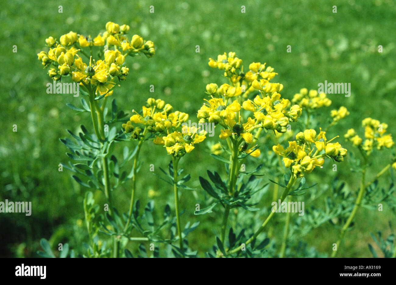 Medicinal plant herb spice Common Rue Ruta graveolens Weinraute Stock ...