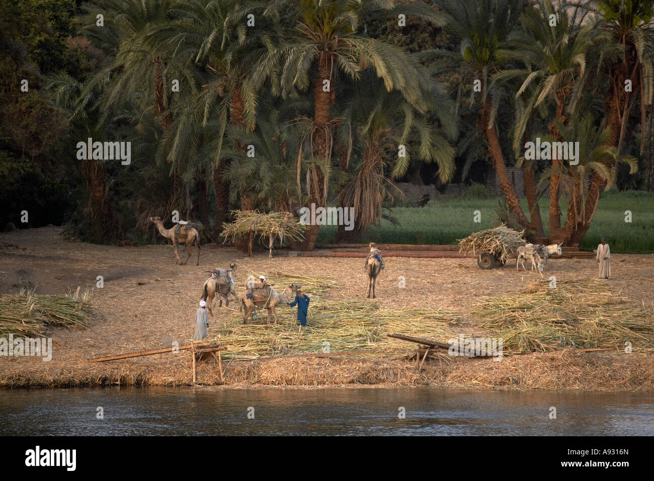Nile River Valley Egypt Stock Photo - Alamy