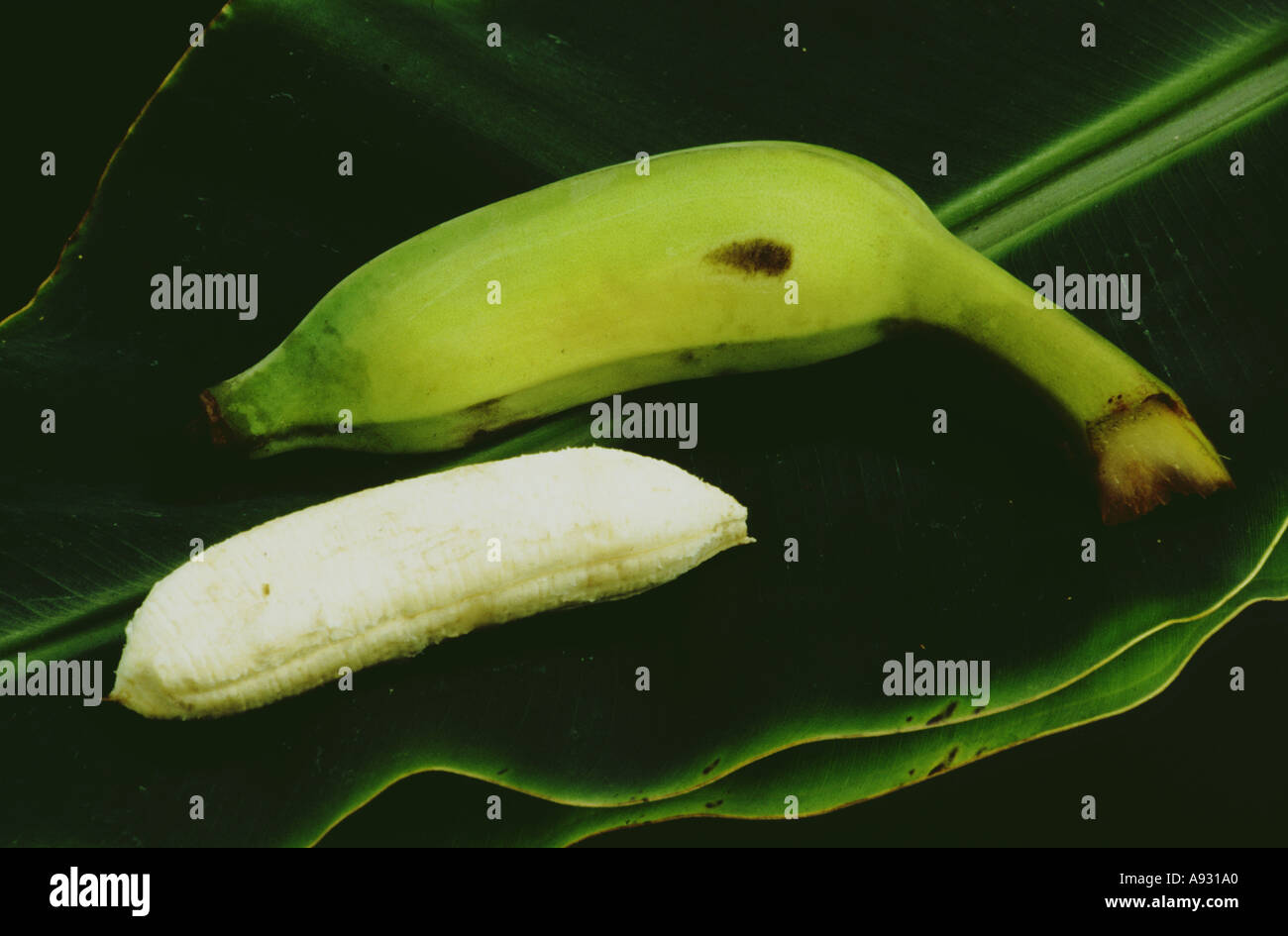Fruit small green apple banana Musa spp from Costa Rica Stock Photo - Alamy