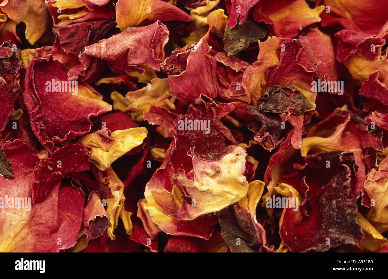 Flos rosae hi-res stock photography and images - Alamy