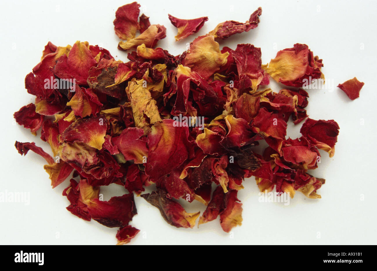 Rosae rosae f hi-res stock photography and images - Alamy