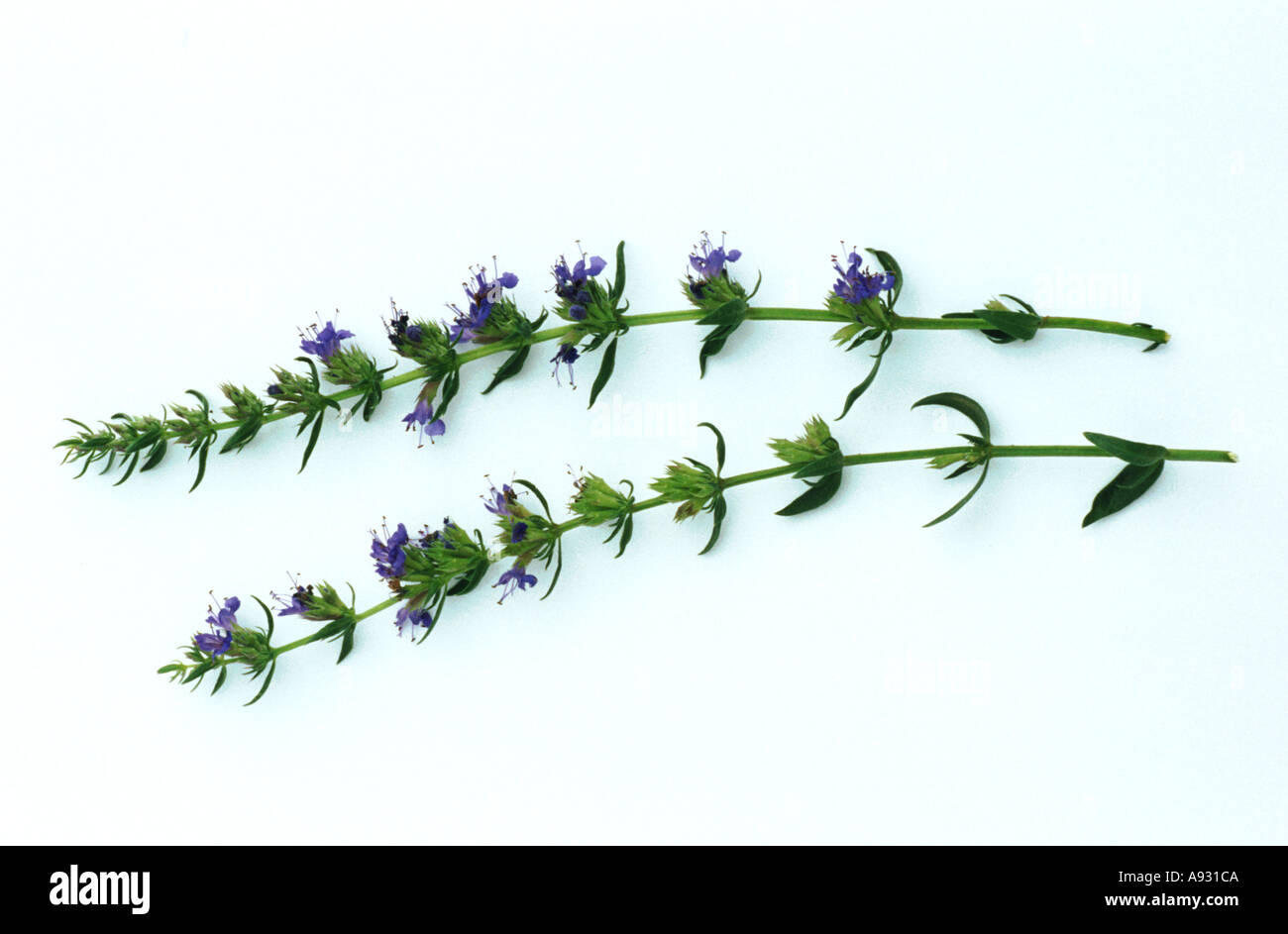 Medicinal plant herb Hyssop Ysop Hyssopus officinalis Stock Photo - Alamy