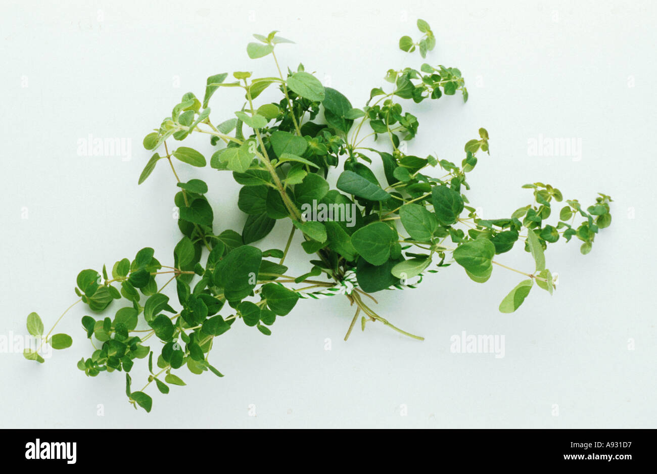 Medicinal plant spice herb Majoran Majoram Origanum majorana Stock ...