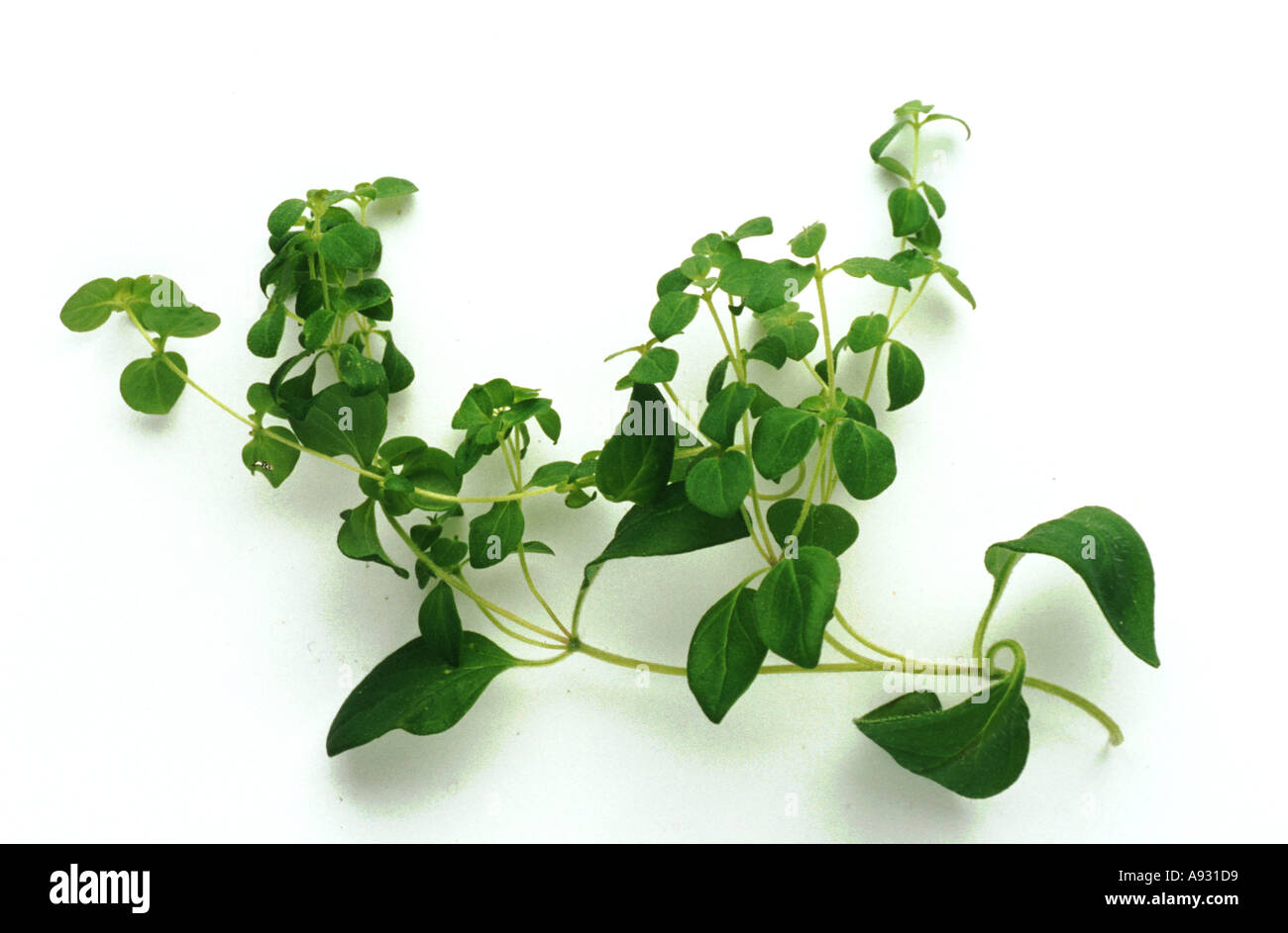 Medicinal plant spice herb Majoran Majoram Origanum majorana Stock ...