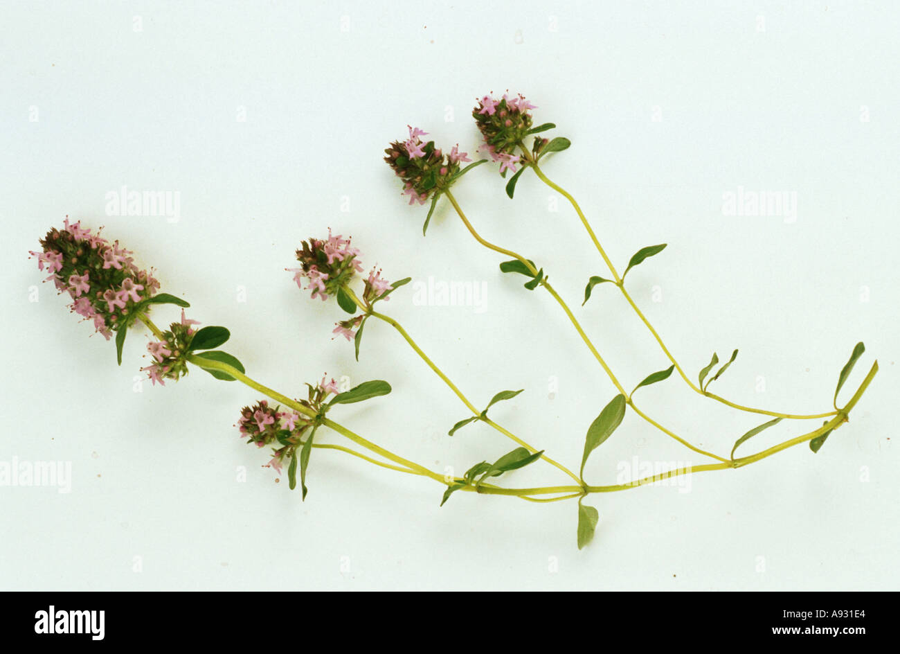 Medicinal plant Spice Herb Thyme Gardenthyme Thymus vulgaris Thymian ...
