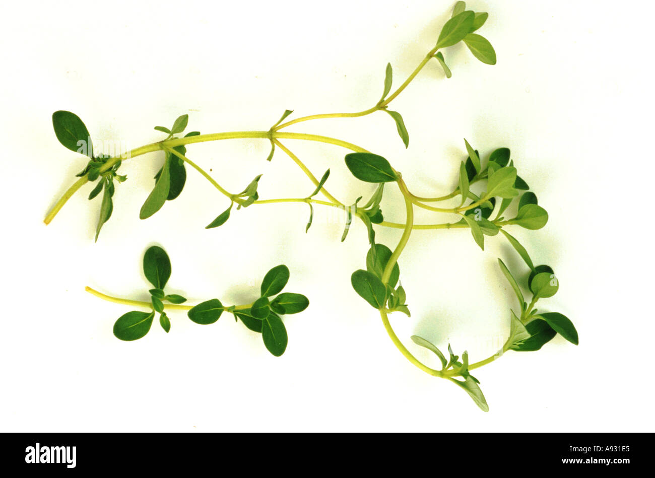Medicinal plant Spice Herb Thyme Gardenthyme Thymus vulgaris Thymian ...