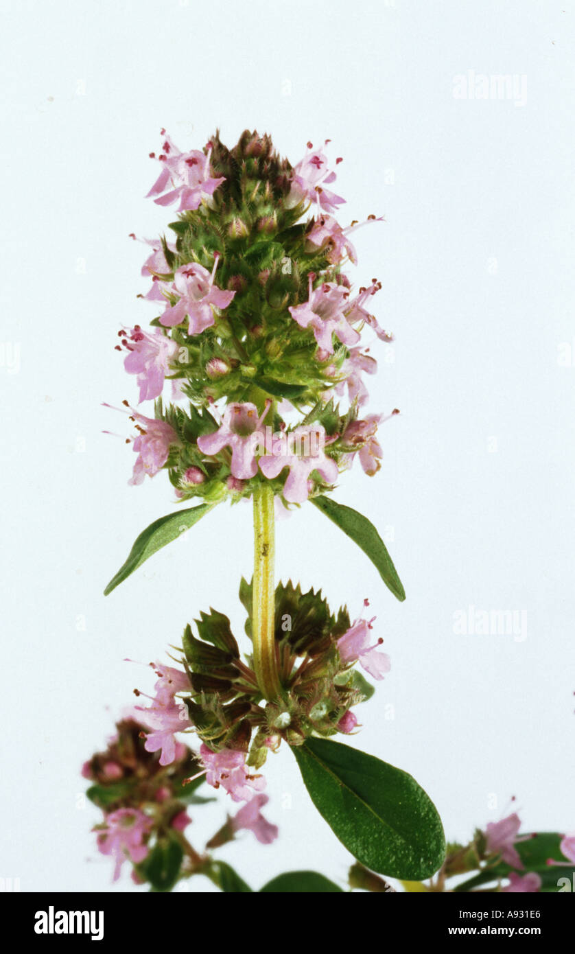Medicinal plant Spice Herb Thyme Gardenthyme Thymus vulgaris Thymian ...