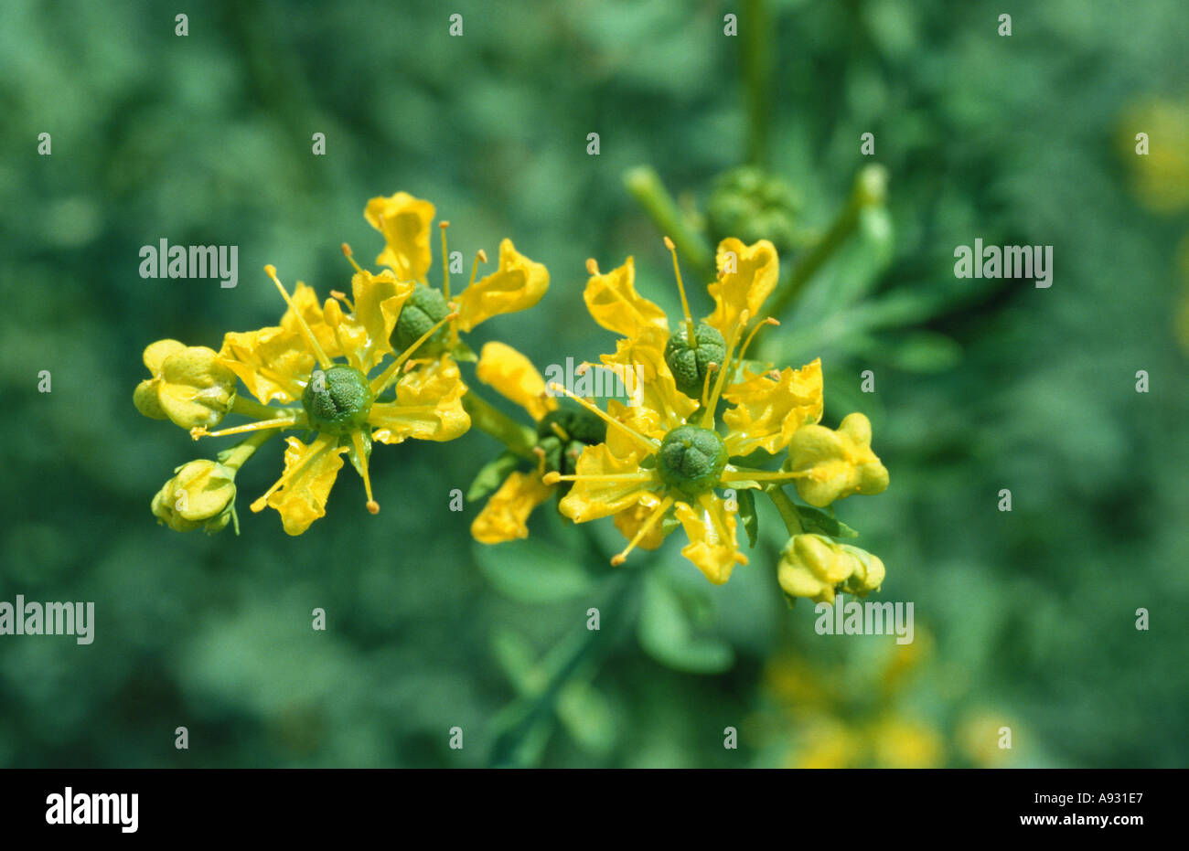 Medicinal plant herb spice Ruta graveolens common rue Eberraute Stock ...