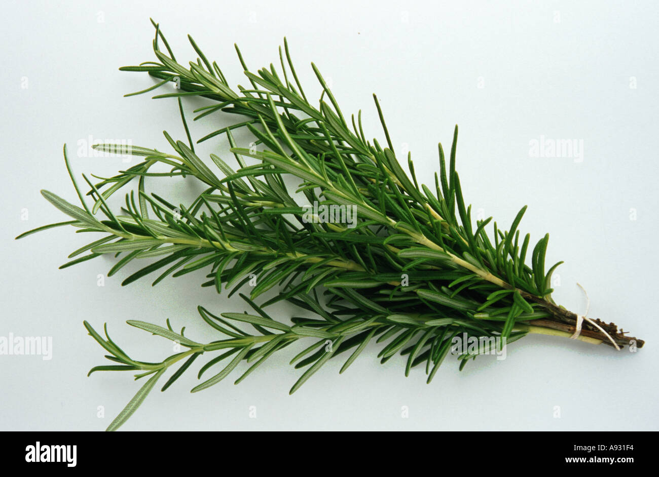 Medicinal plant spice herb Rosemary Rosmarin Rosmarinus officinalis ...