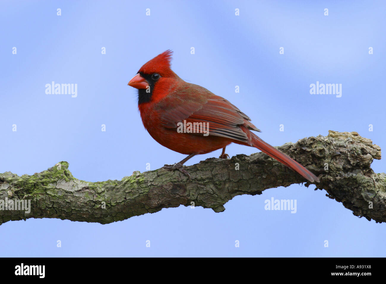Cardinal hi-res stock photography and images - Alamy