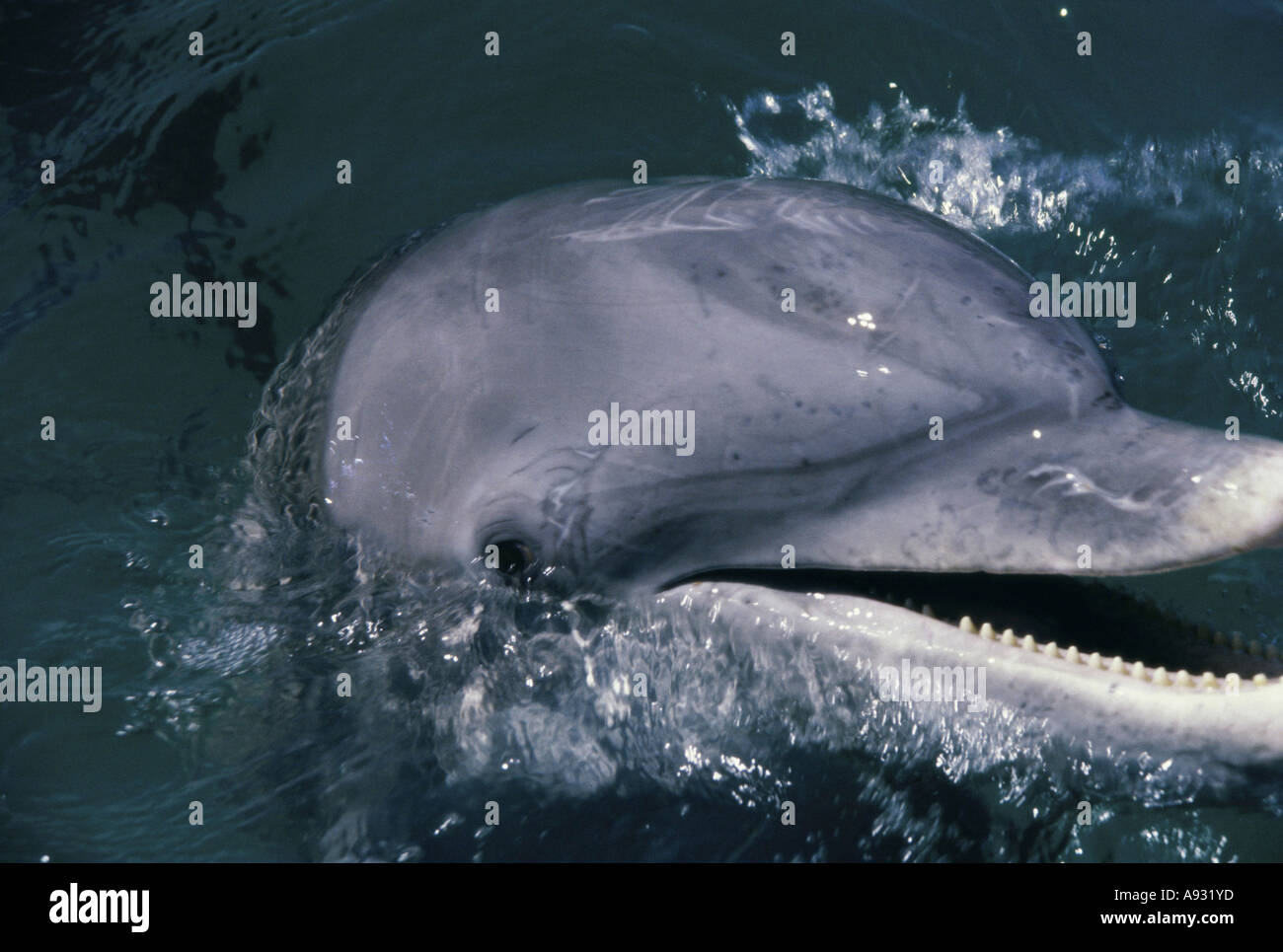 Form of dolphin hi-res stock photography and images - Alamy