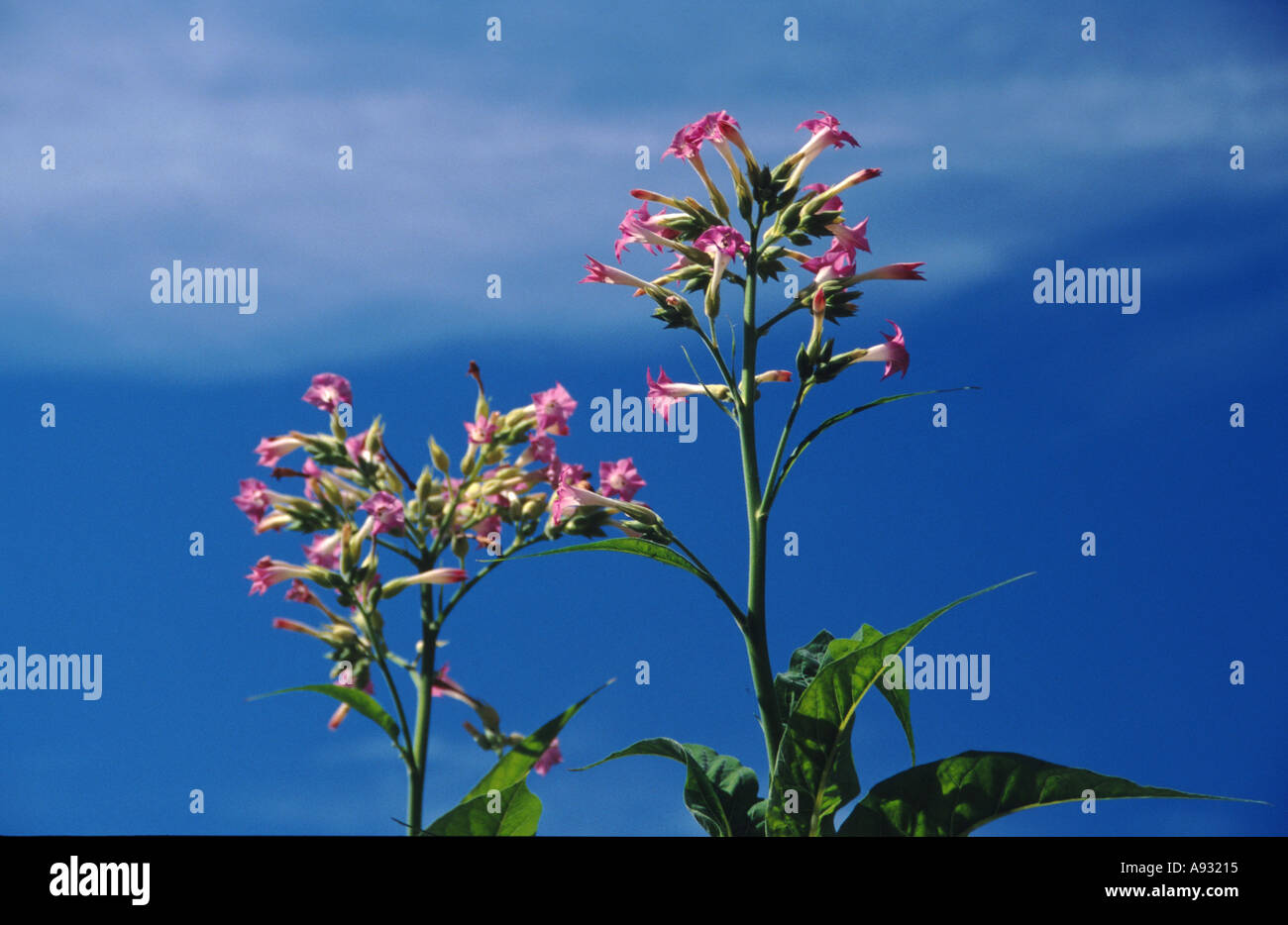 Nicotiana tabacum plant blossom blossoms tobacco Stock Photo - Alamy