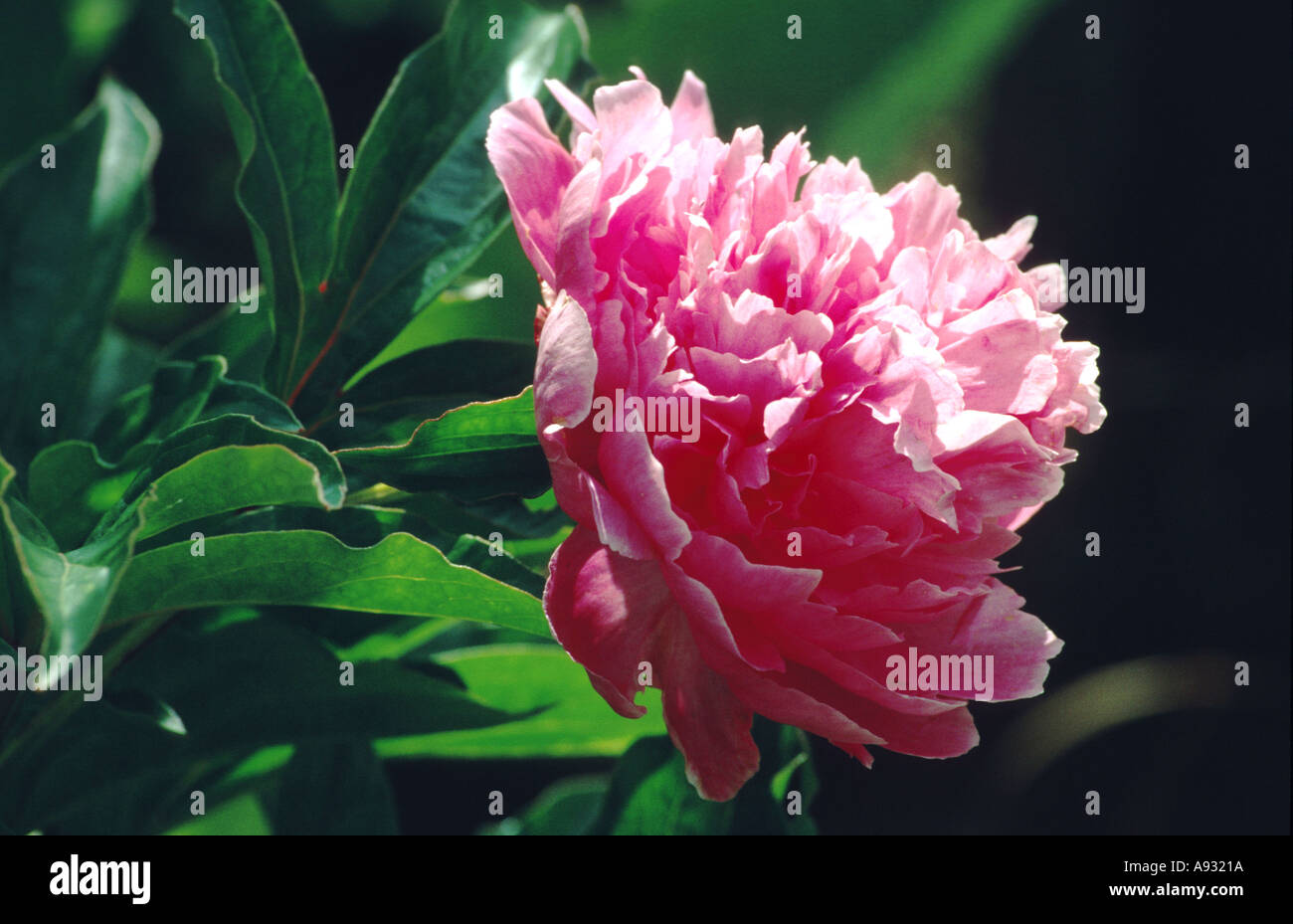 Paeonia officinalis paeonia officinalis hi-res stock photography and ...