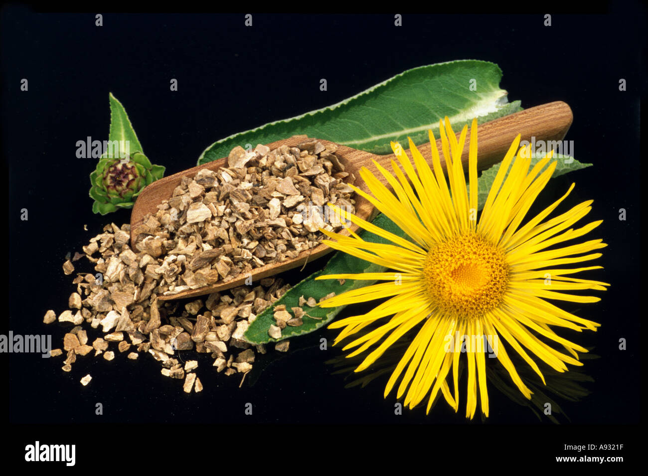 Medicinal plant Alant Elecampane Inula helenium Stock Photo - Alamy