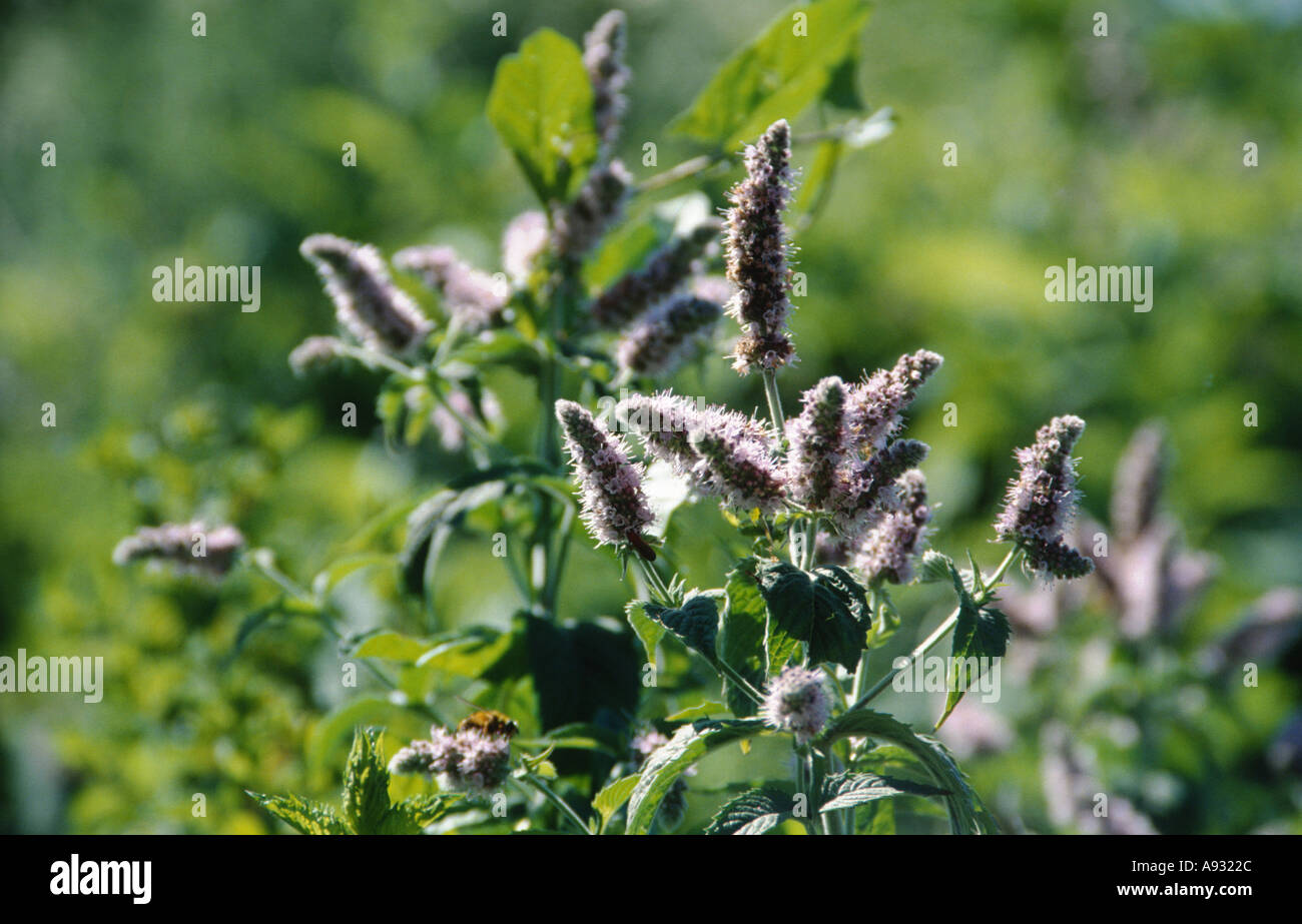 Minze hi-res stock photography and images - Alamy