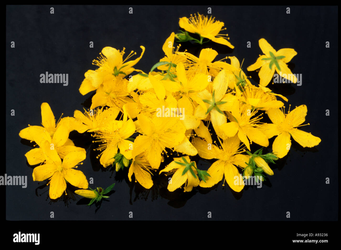 St John's wort, Hypericum perforatum, also known as Tipton's weed ...