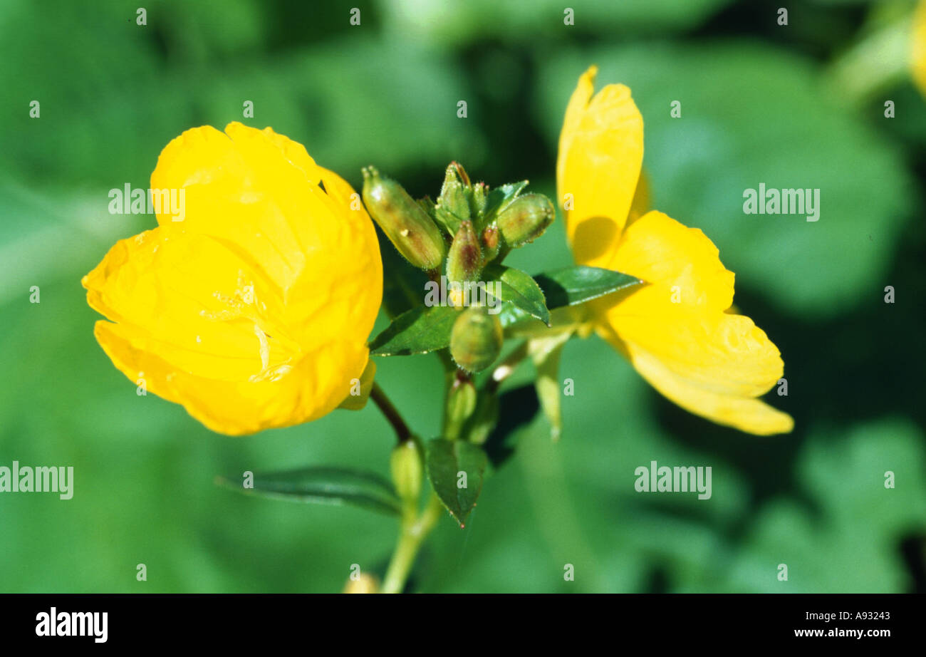 Oenothera biennis, Common evening primrose, Evening star Stock Photo ...