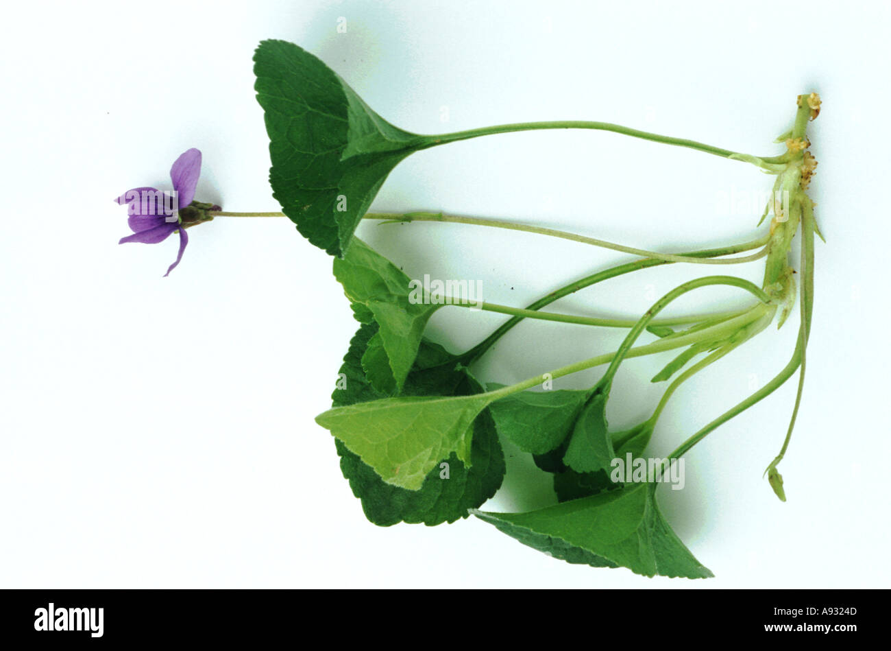 Veilchen hi-res stock photography and images - Alamy