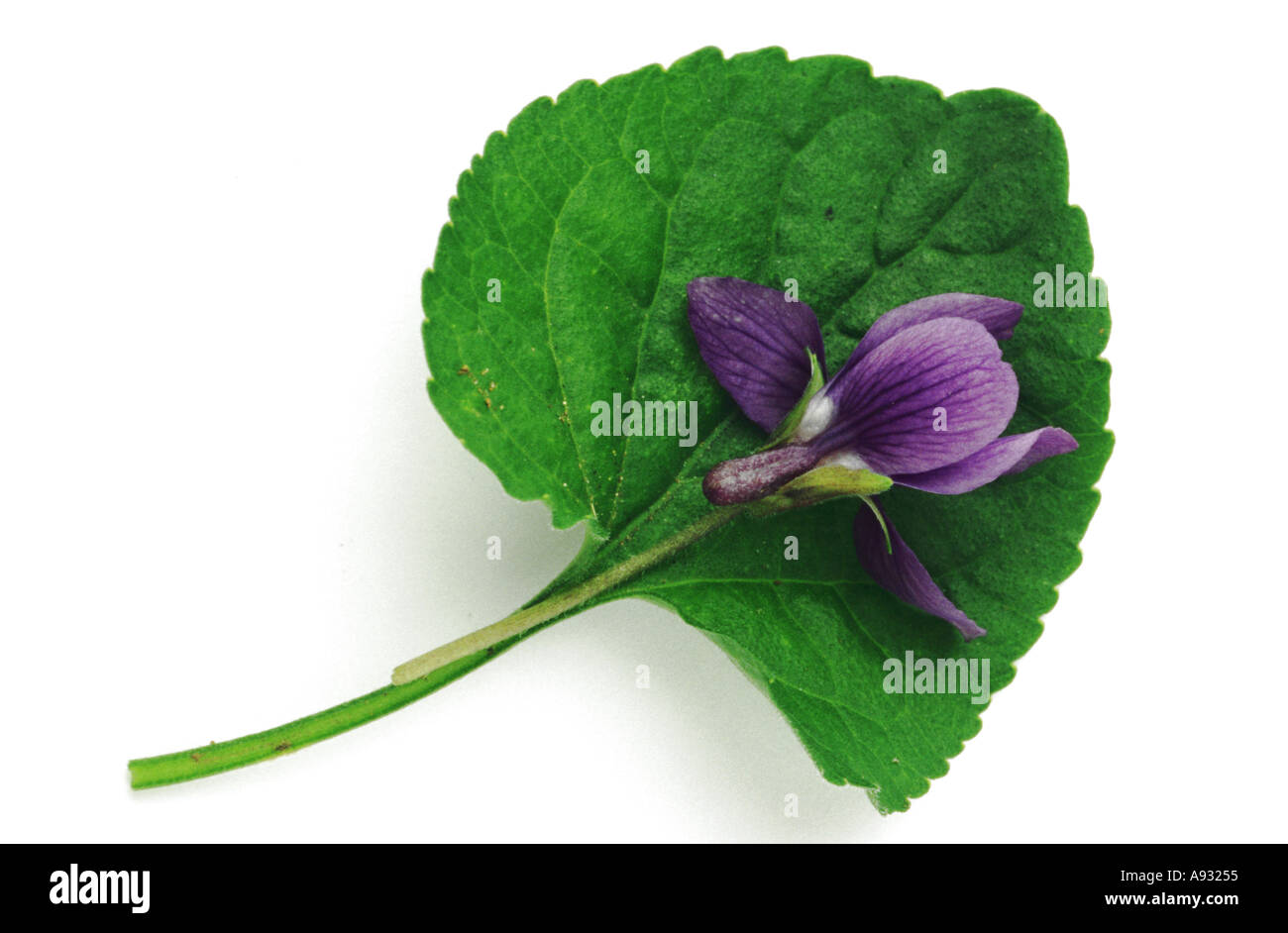 Veilchen Stock Photos & Veilchen Stock Images - Alamy