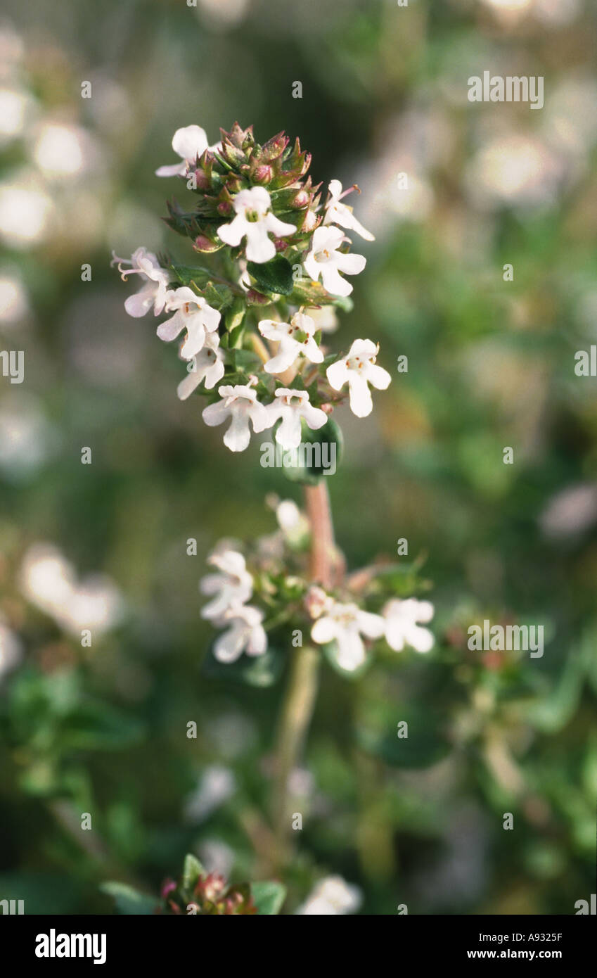 Medicinal plant spice herb blossom of the garden thyme Thymus vulgaris ...