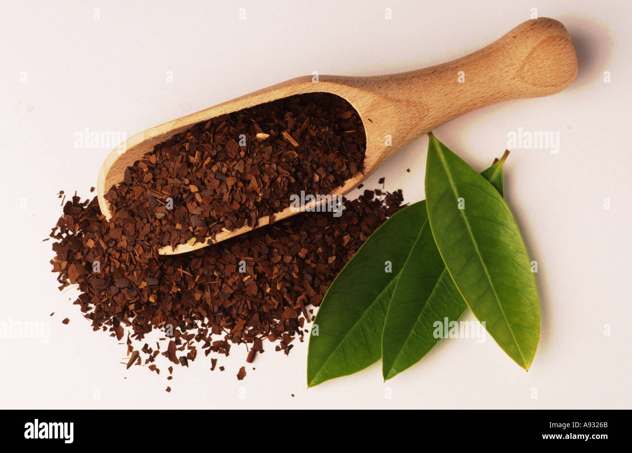 Medicinal plant tea dried leaves of Mate Illes paraguayensis Stock ...