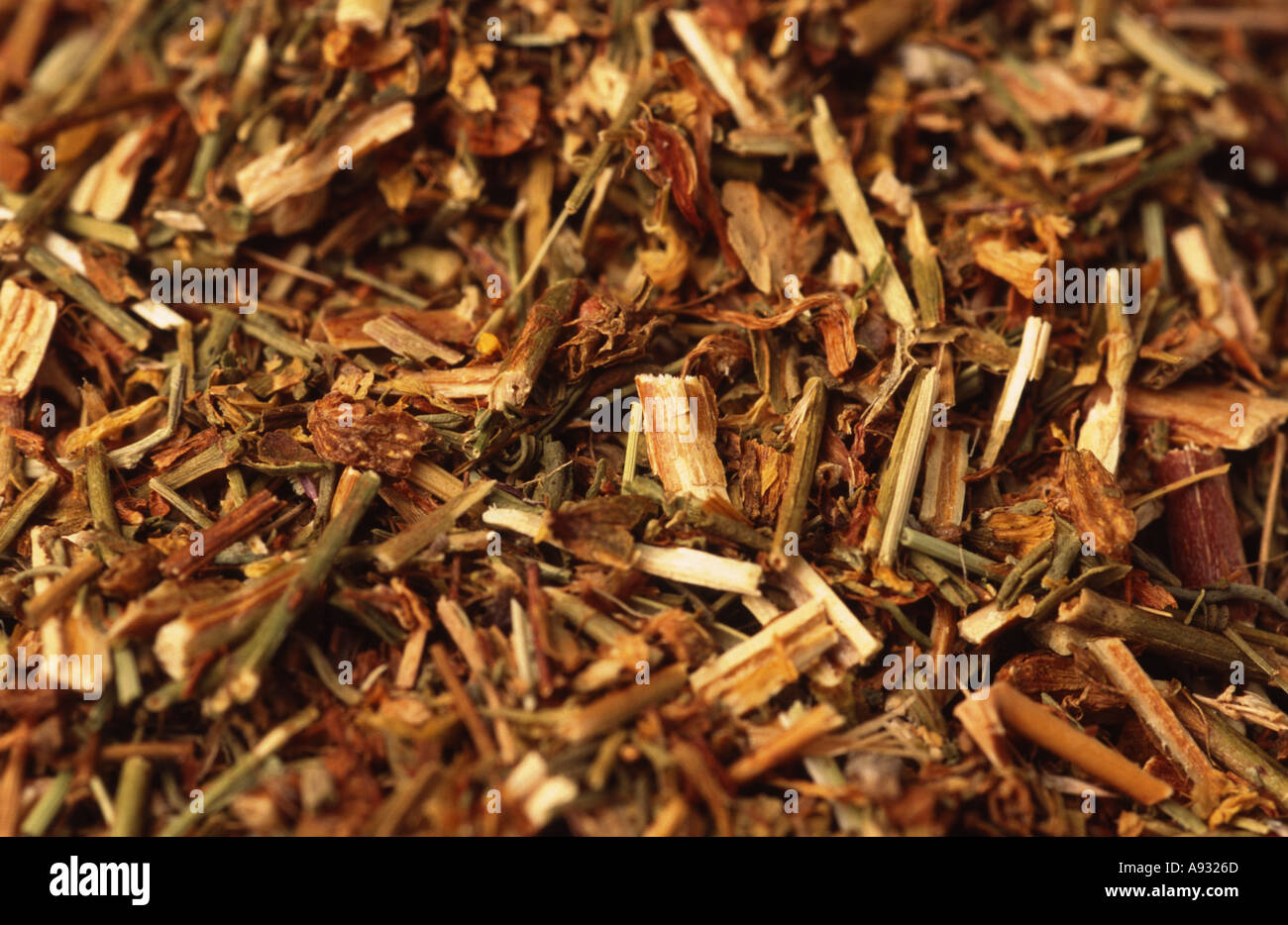 St John's wort, Hypericum perforatum, also known as Tipton's weed ...