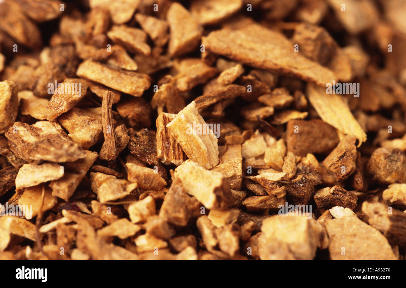 Medicinal plant dried roots of Elecampe Elecampane Alant Inula helenium ...