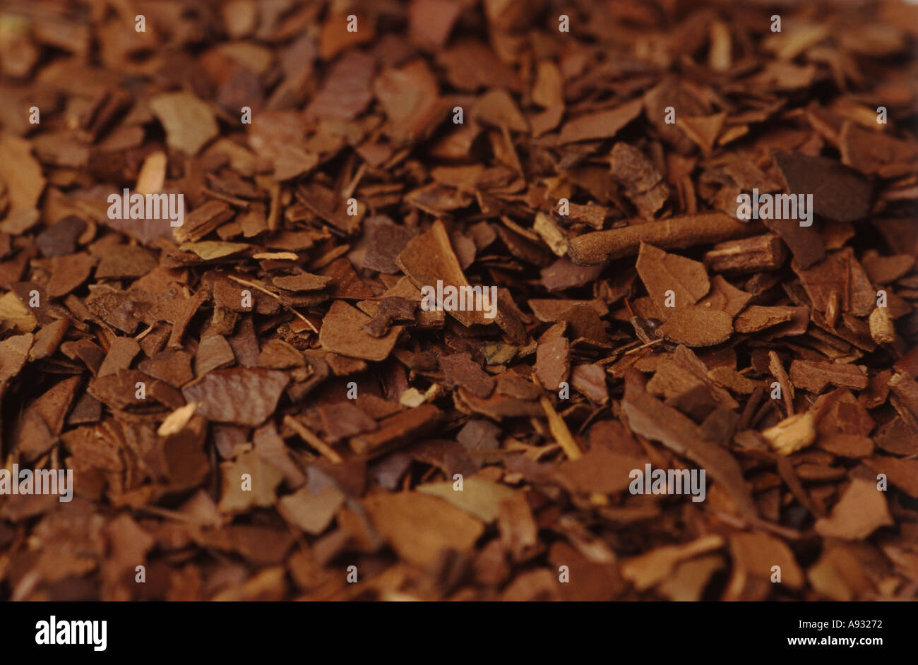 Medicinal plant dried leaves of Mate tea Illex paraguayensis Stock ...