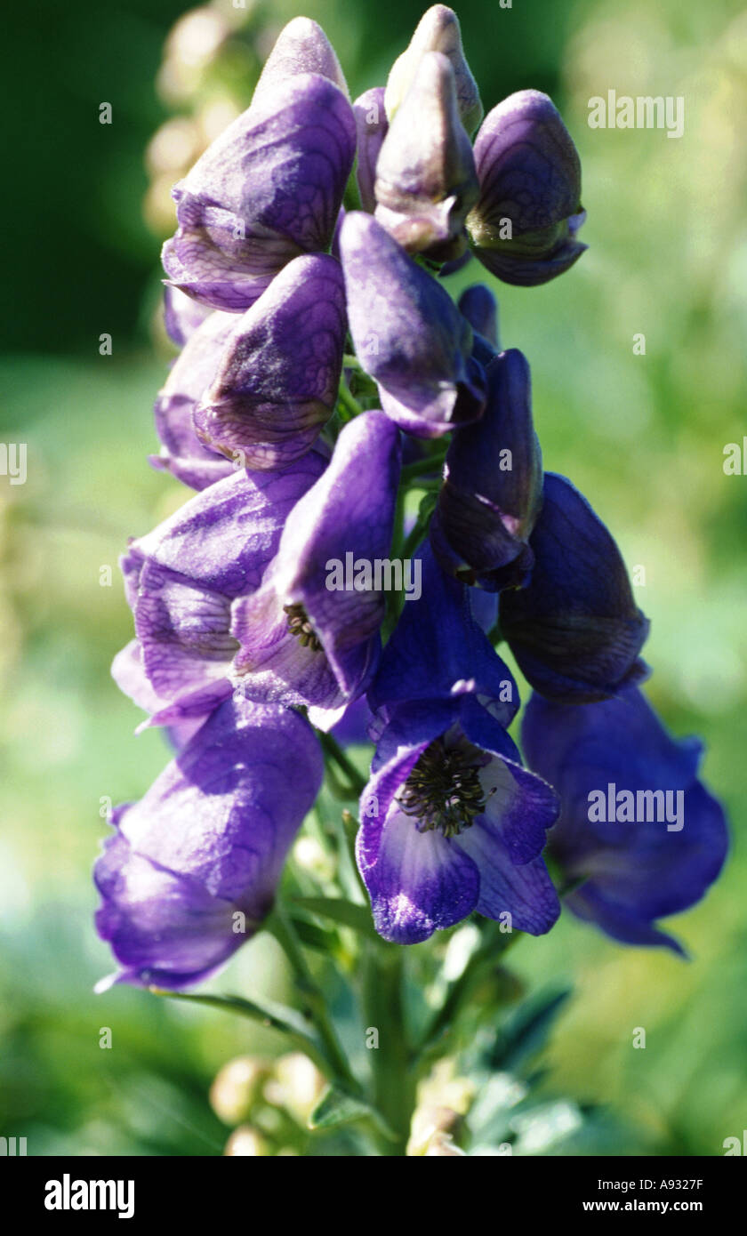 Medicinal plant Monkshood Aconitum napellus Eisenhut Stock Photo - Alamy
