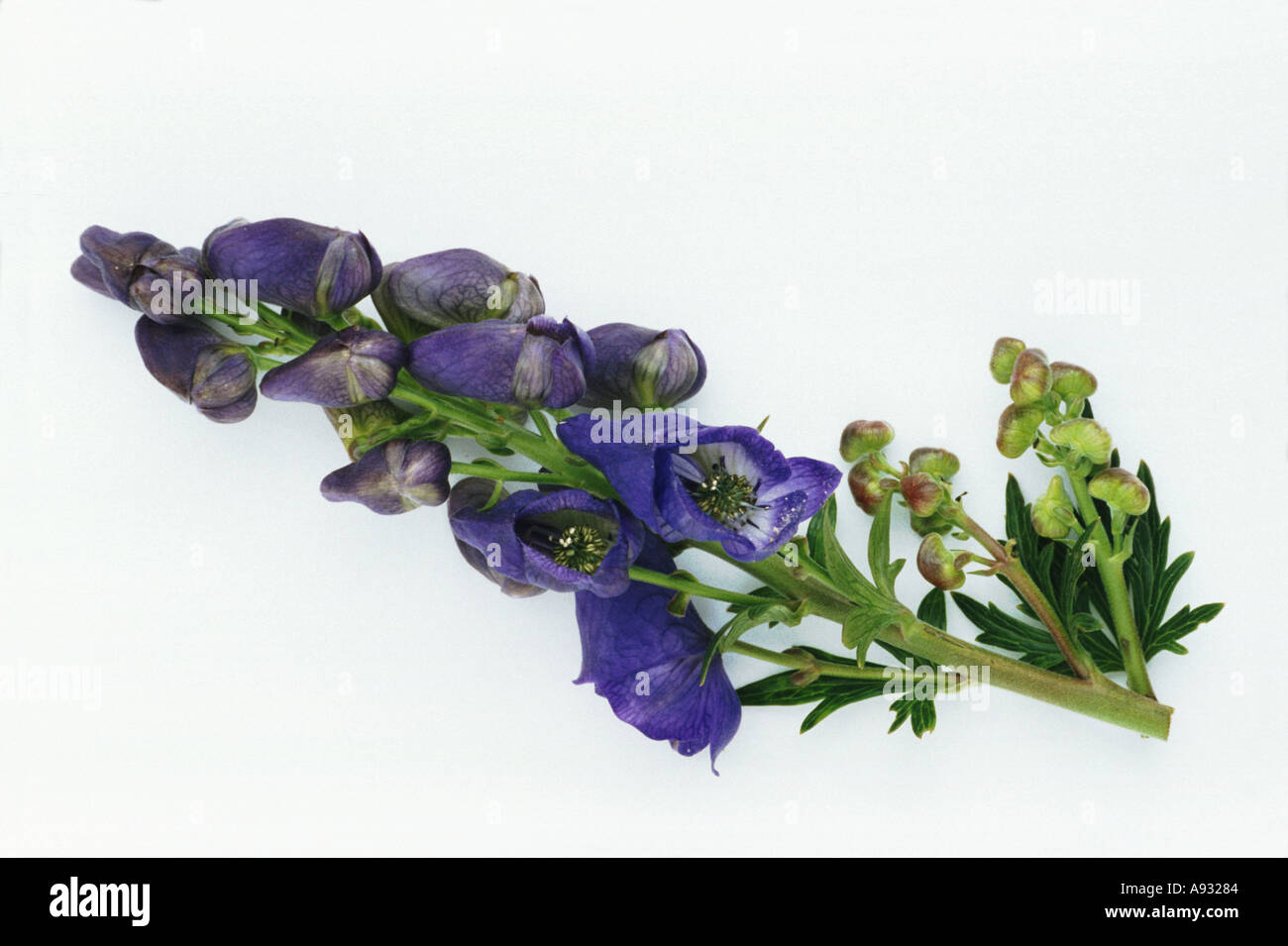 Medicinal plant Monkshood Aconitum napellus Eisenhut Stock Photo - Alamy