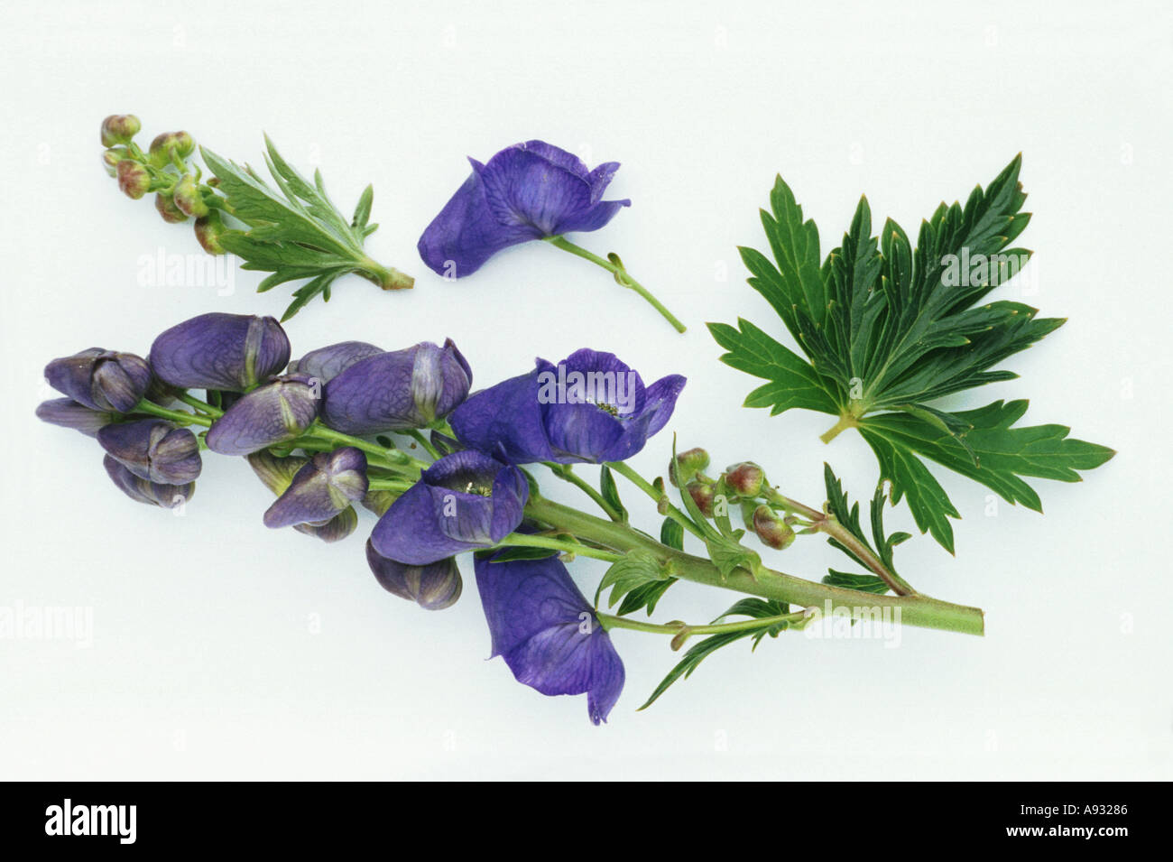 Medicinal plant Monkshood Aconitum napellus Eisenhut Stock Photo - Alamy