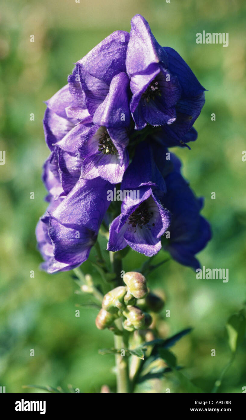 Medicinal plant Monkshood Aconitum napellus Eisenhut Stock Photo - Alamy