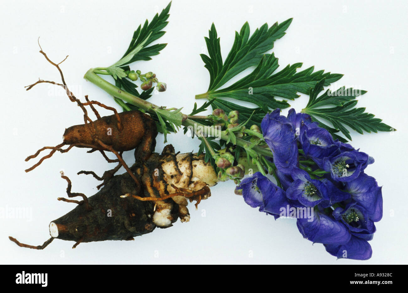 Medicinal plant Monkshood Aconitum napellus Eisenhut Stock Photo - Alamy