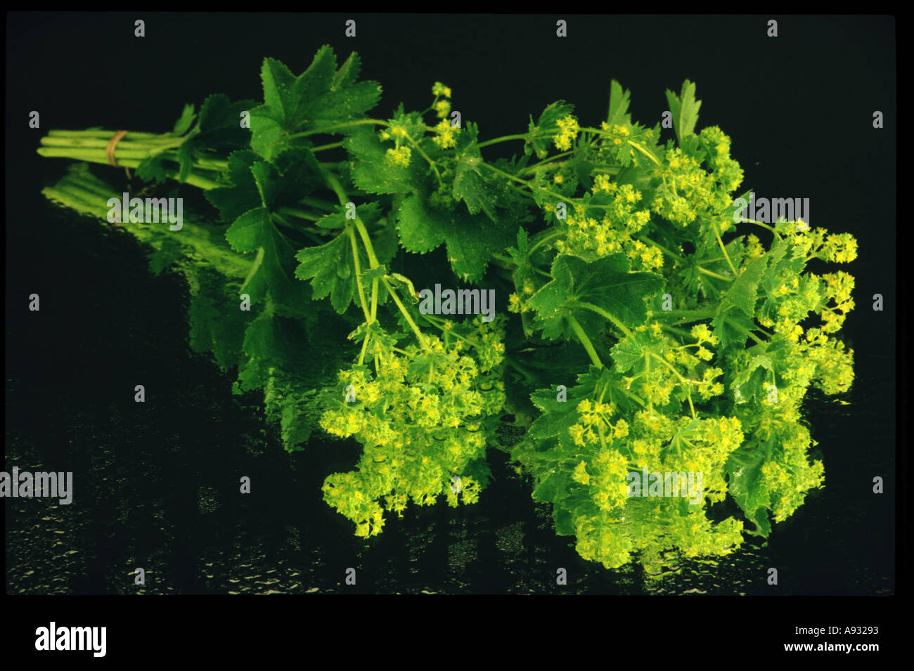 Medicinal plant Lady s Mantle Frauenmantel Stock Photo - Alamy