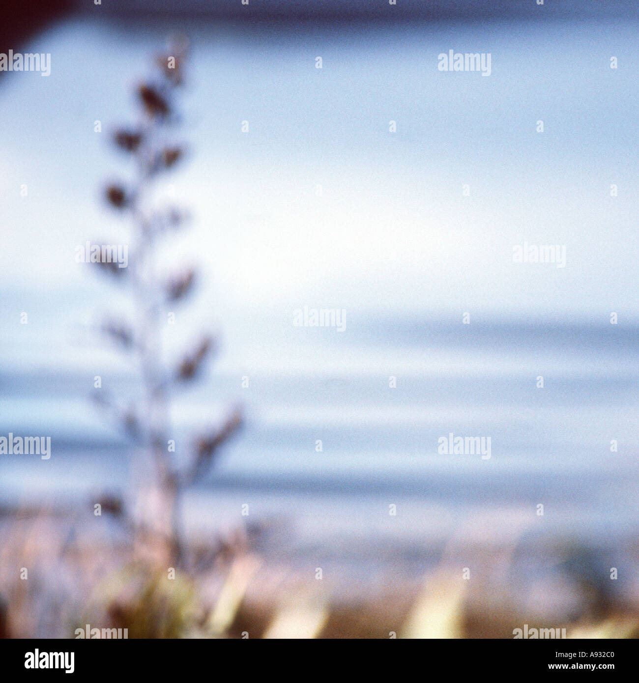 Swamp flax hi-res stock photography and images - Alamy