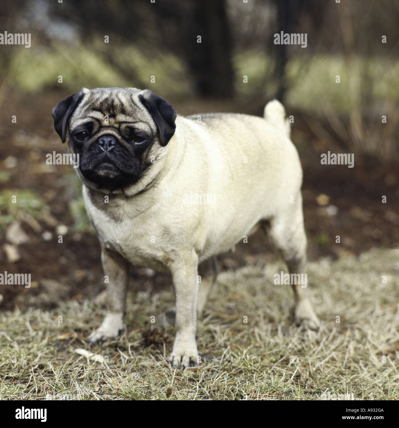 Wrinkled pug hi-res stock photography and images - Alamy